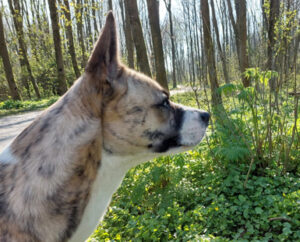 Doedoe mag blijven - Stanley ter Haar Blog